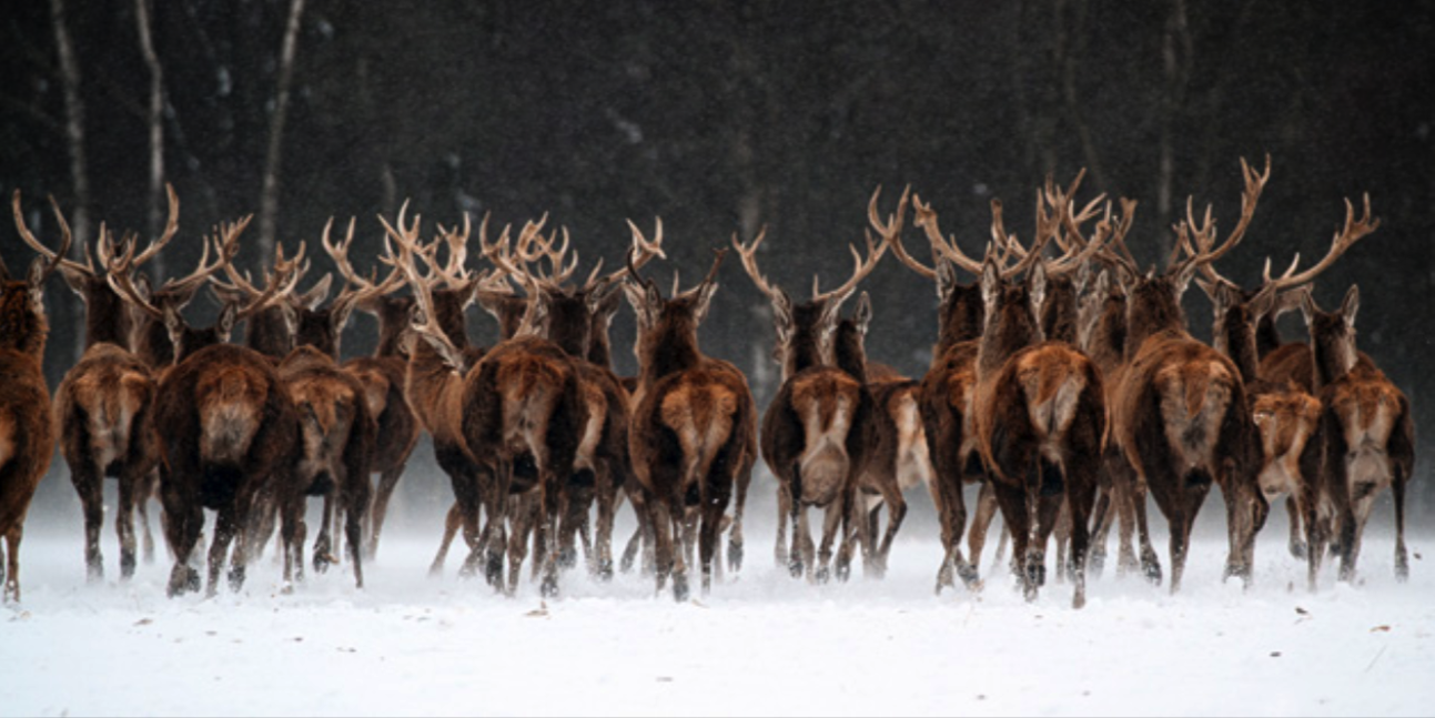 toile, tableau, toile sur chassis, 120x60, cerf, cerfs, harde, troupeau